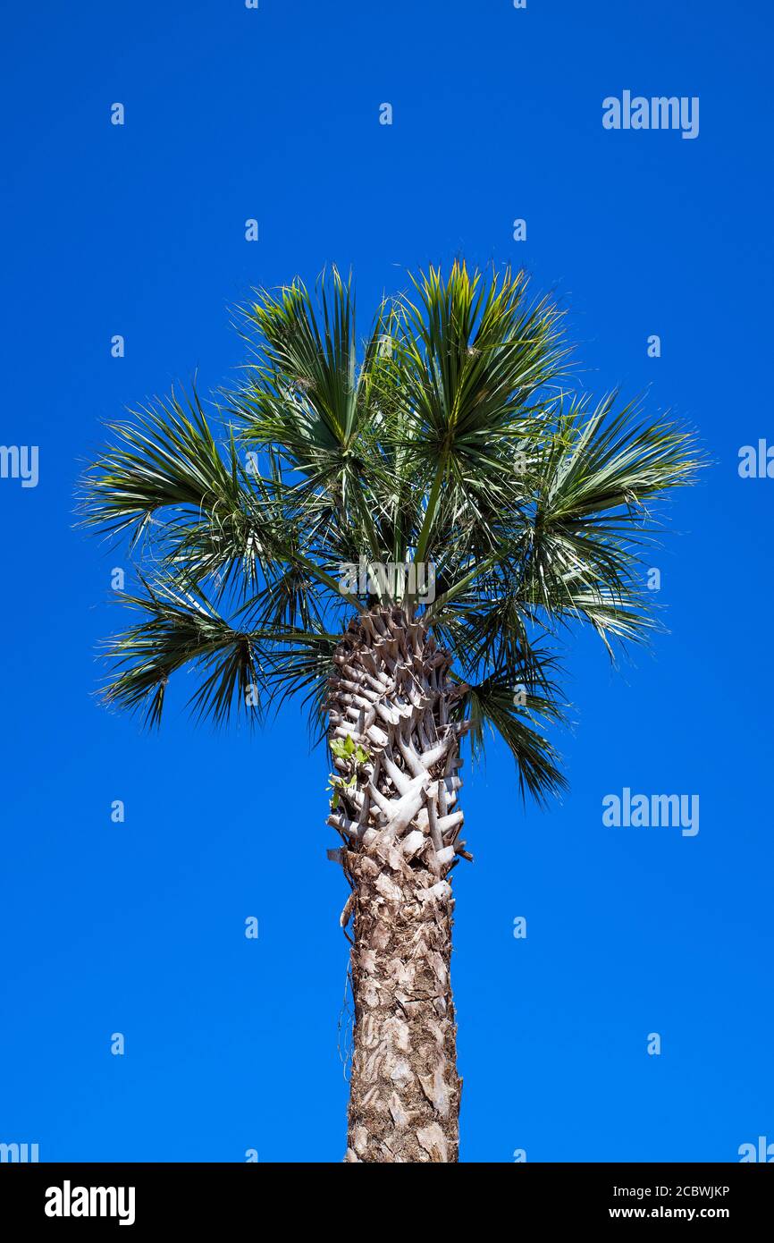 Paim tree detail Stock Photo - Alamy