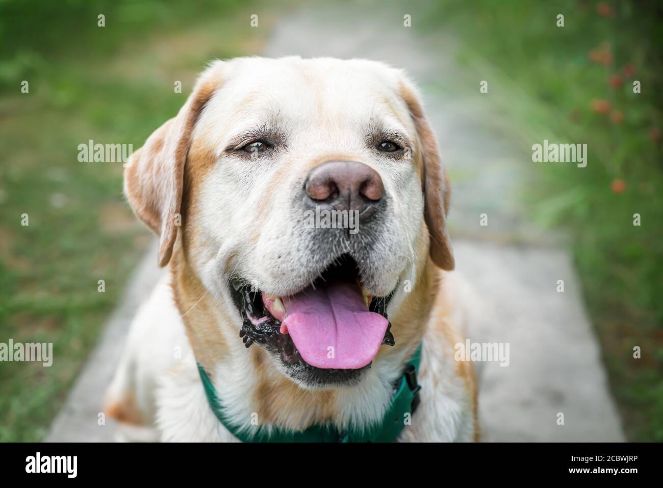 Golden labrador looking up and into the camera Stock Photo - Alamy