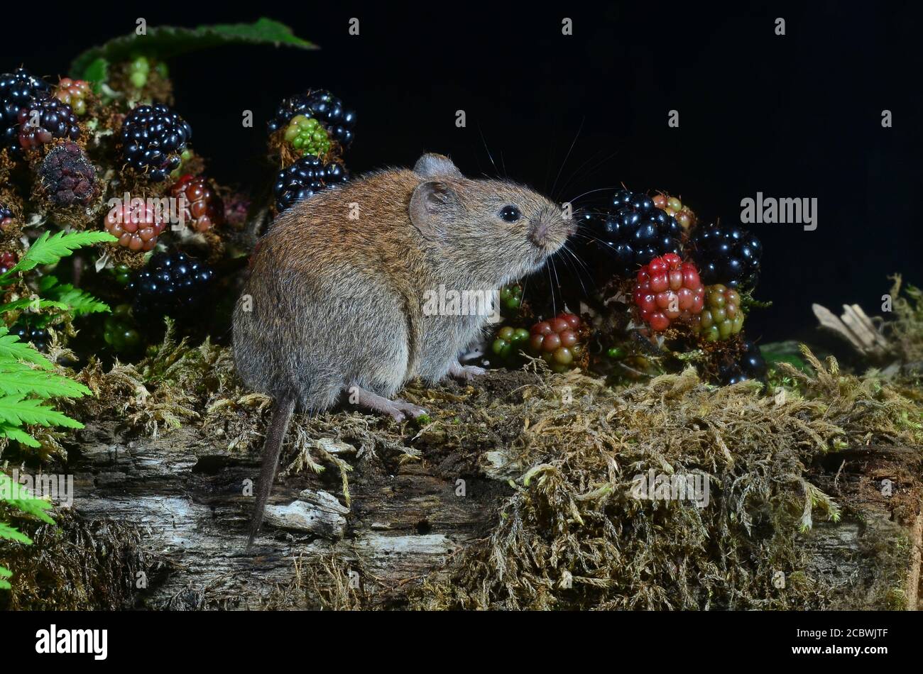 Brown vole hi-res stock photography and images - Alamy
