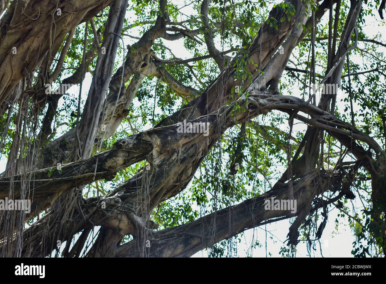big tree root in the jungle wild. amazing banyan root in deep tropical ...