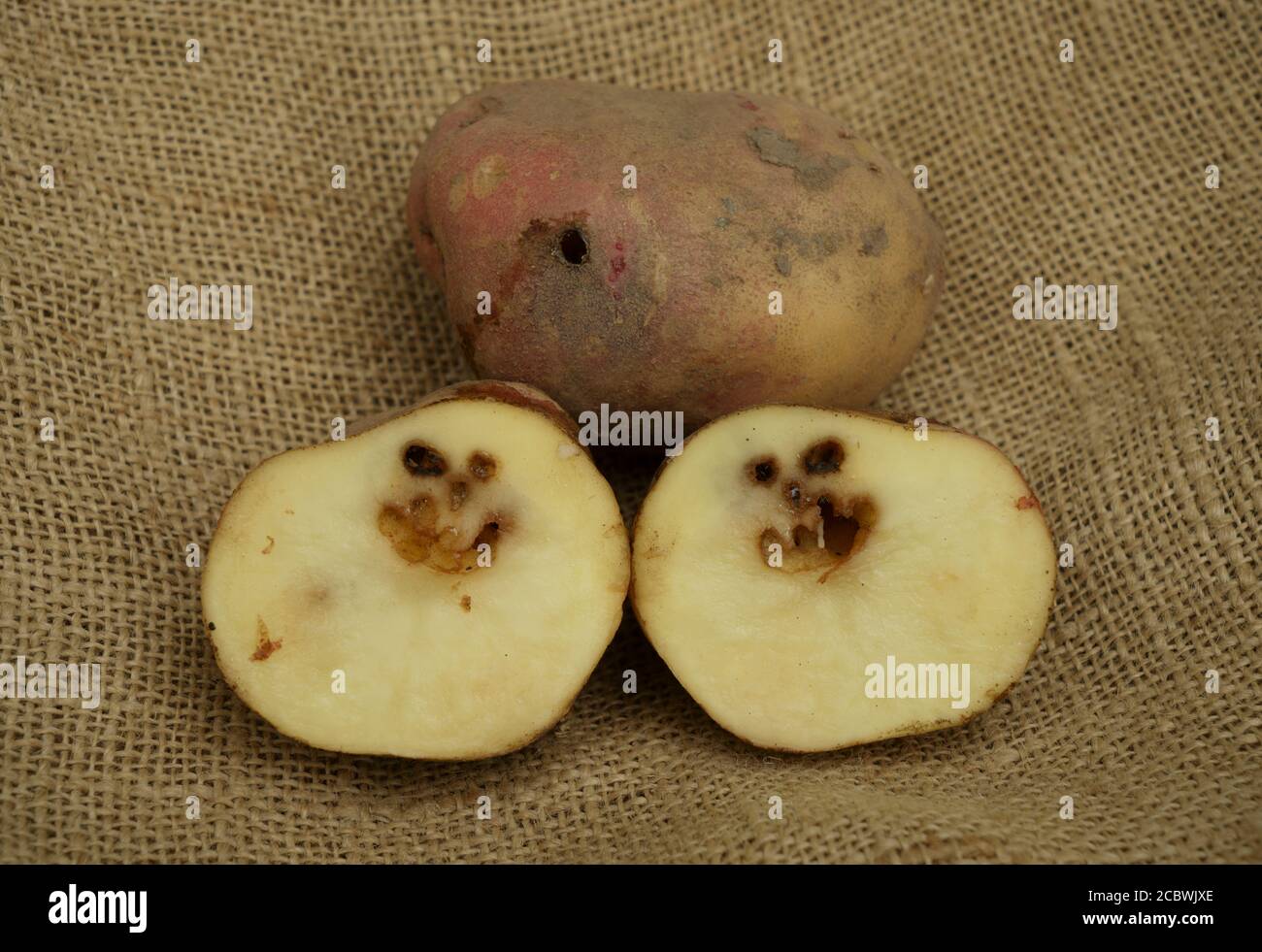 A cross section of a King Edward potato showing slug damage Stock Photo ...