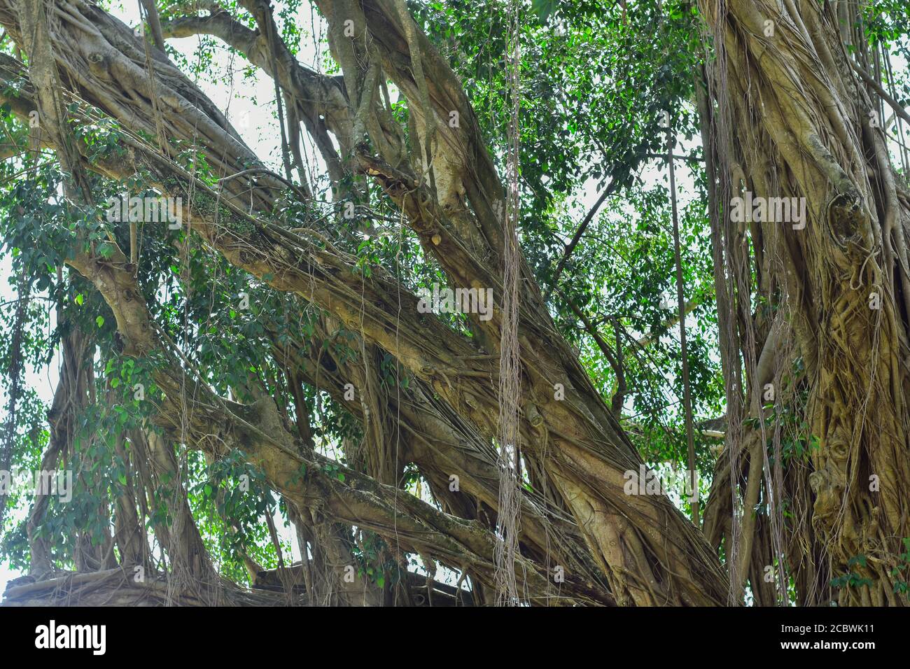 big tree root in the jungle wild. amazing banyan root in deep tropical ...