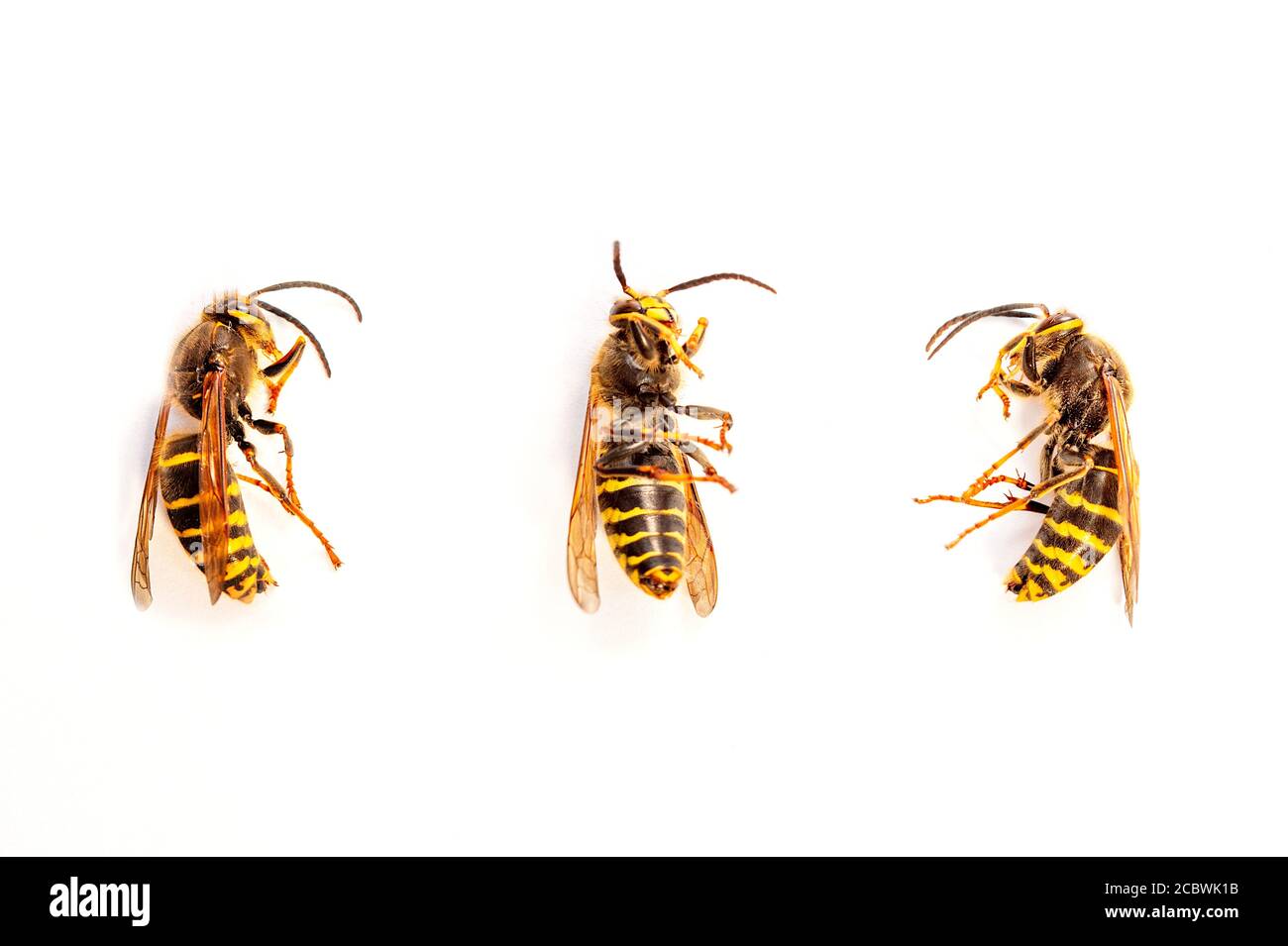 Side view of wasp Cut Out Stock Images & Pictures - Alamy