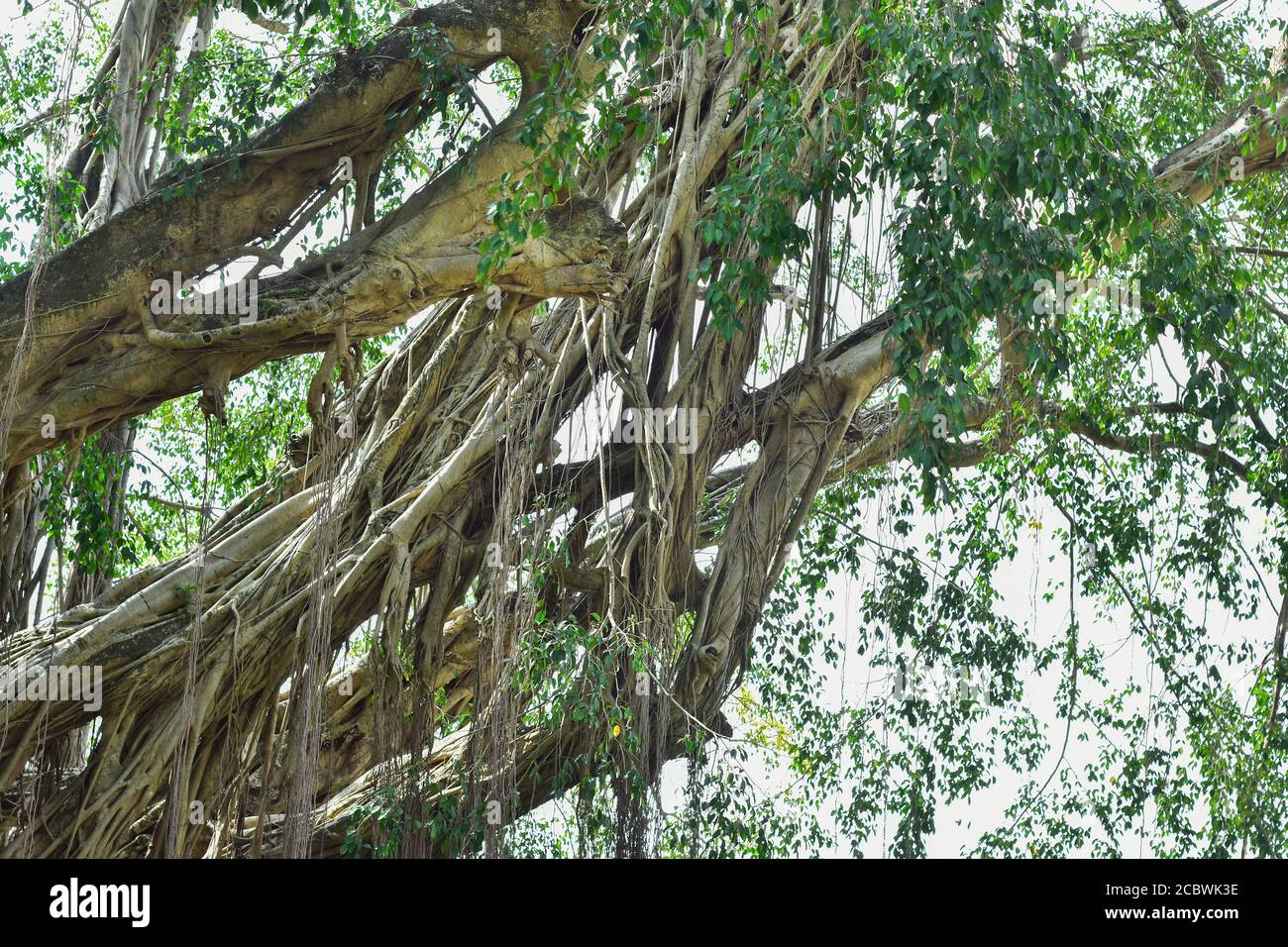 big tree root in the jungle wild. amazing banyan root in deep tropical ...