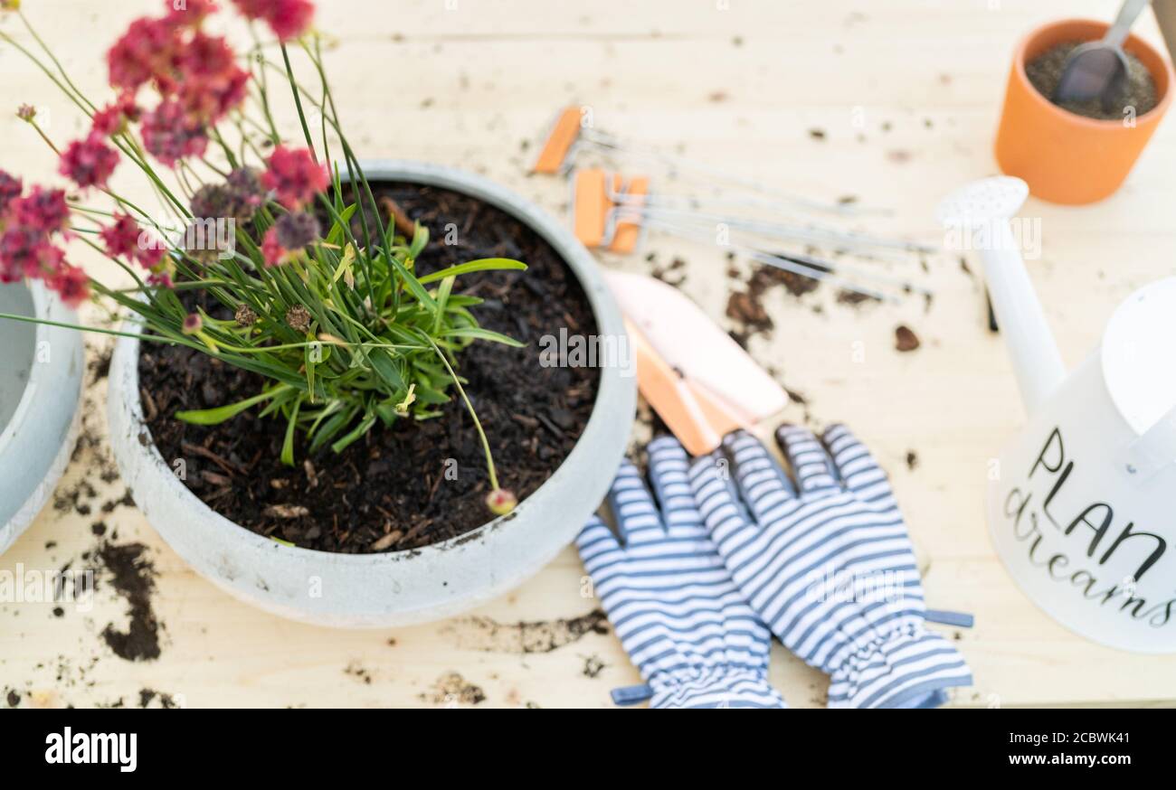 Planting flowers into small planting pots in late Spring Stock Photo ...