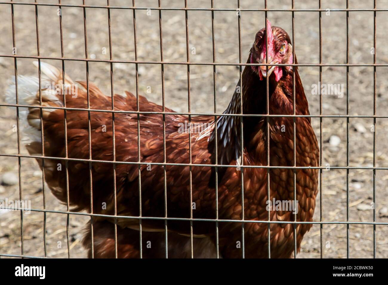 Brown chicken behind wire fence hi-res stock photography and images - Alamy