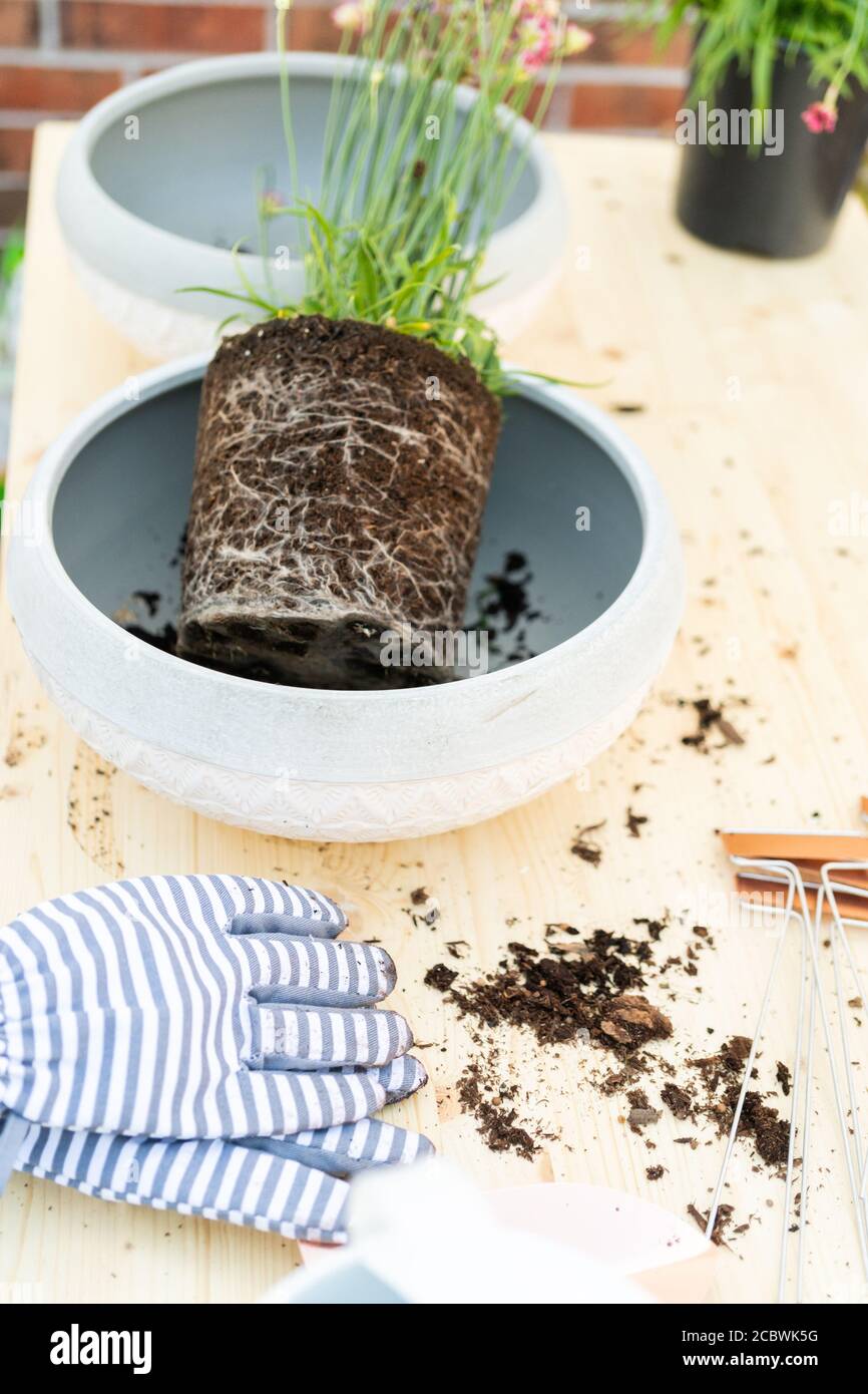 Planting flowers into small planting pots in late Spring Stock Photo ...
