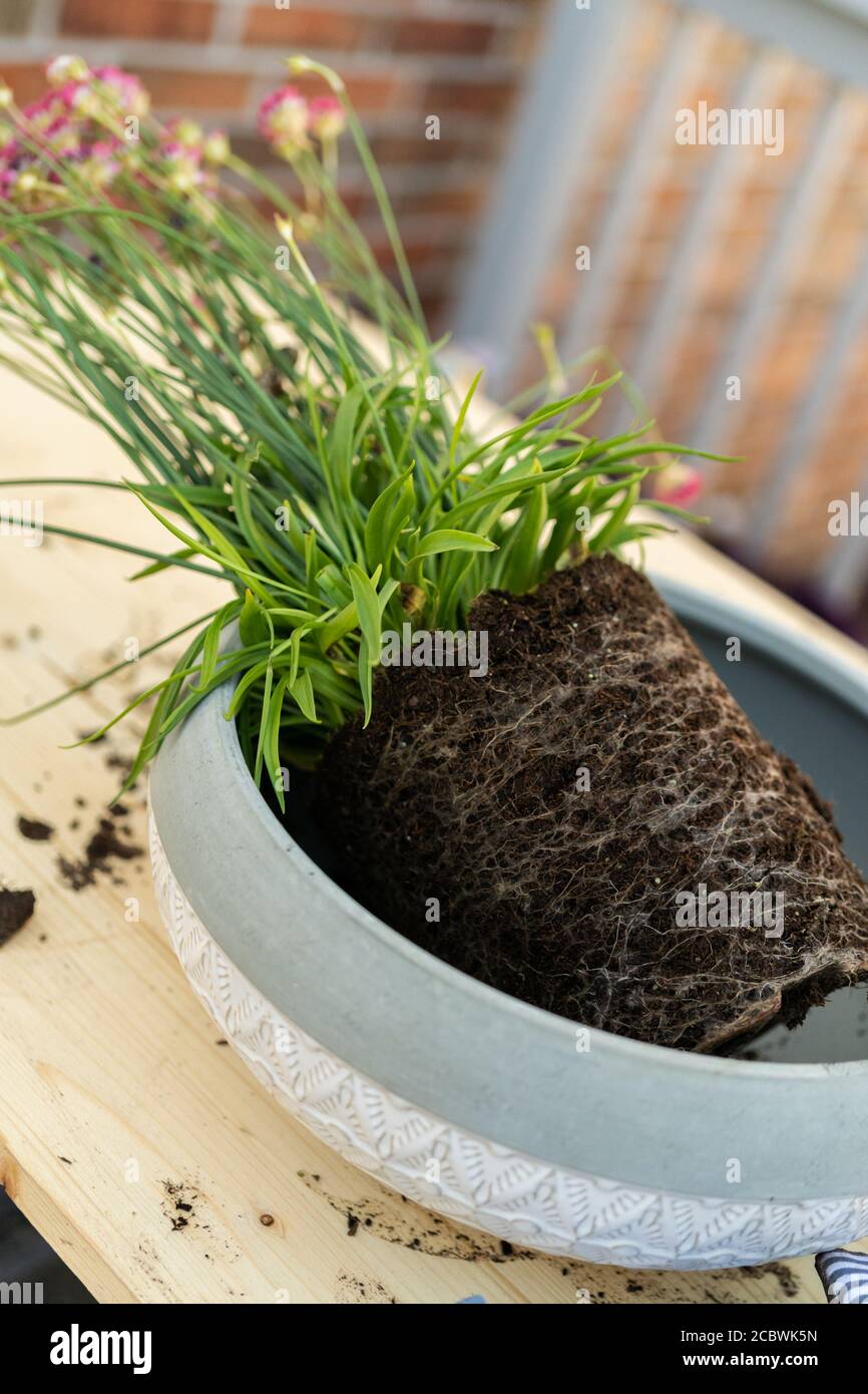 Planting flowers into small planting pots in late Spring Stock Photo ...