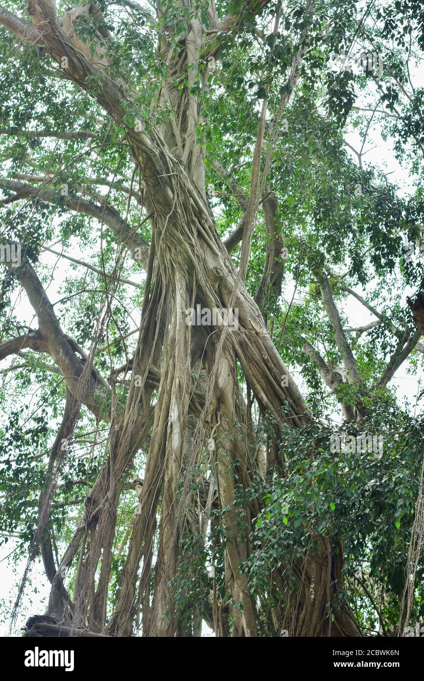 big tree root in the jungle wild. amazing banyan root in deep tropical ...