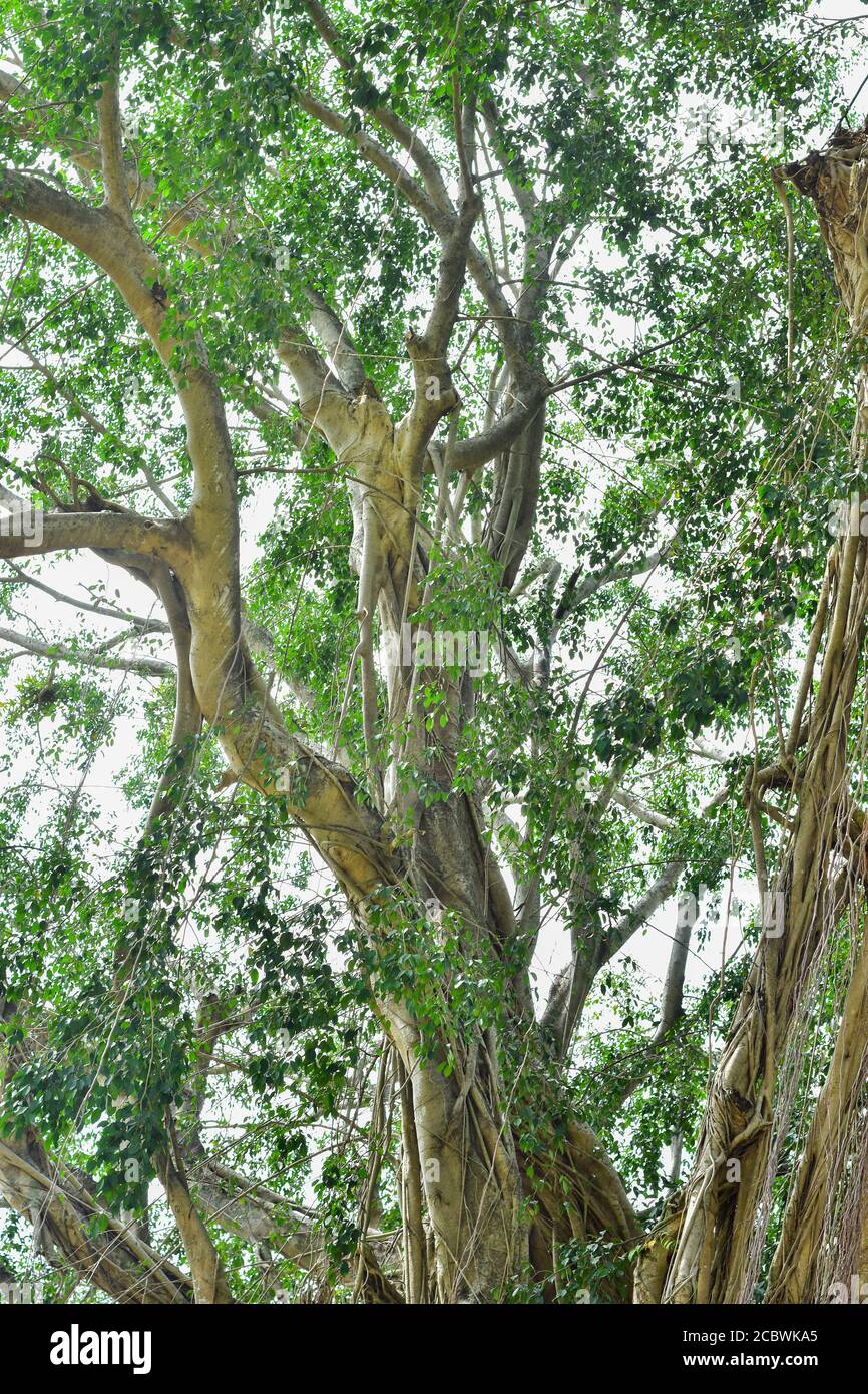 big tree root in the jungle wild. amazing banyan root in deep tropical ...