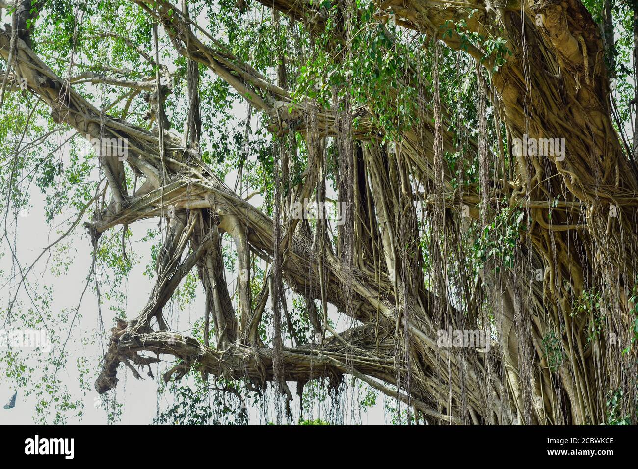 big tree root in the jungle wild. amazing banyan root in deep tropical ...