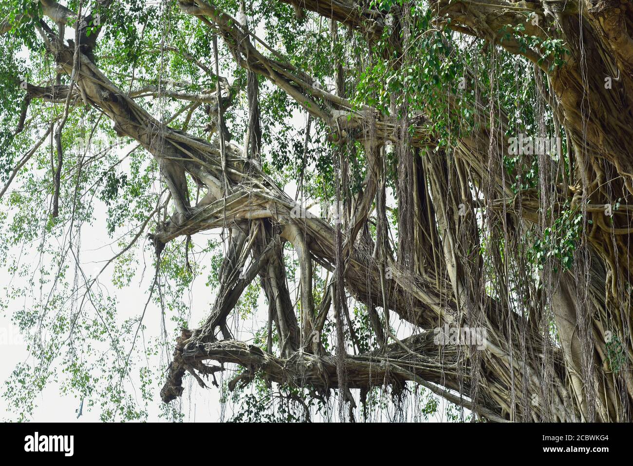 big tree root in the jungle wild. amazing banyan root in deep tropical ...