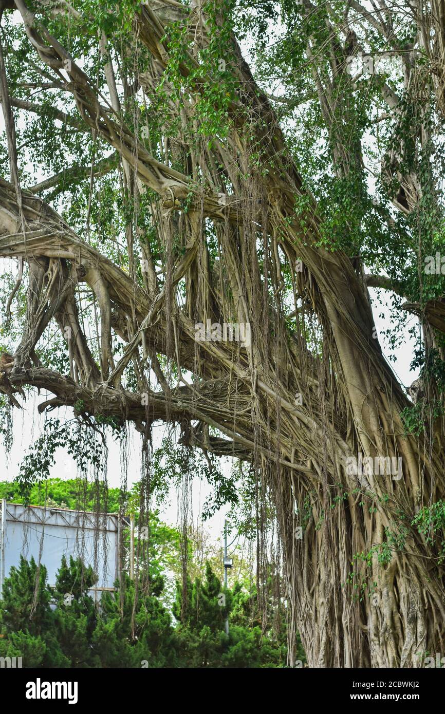 big tree root in the jungle wild. amazing banyan root in deep tropical ...