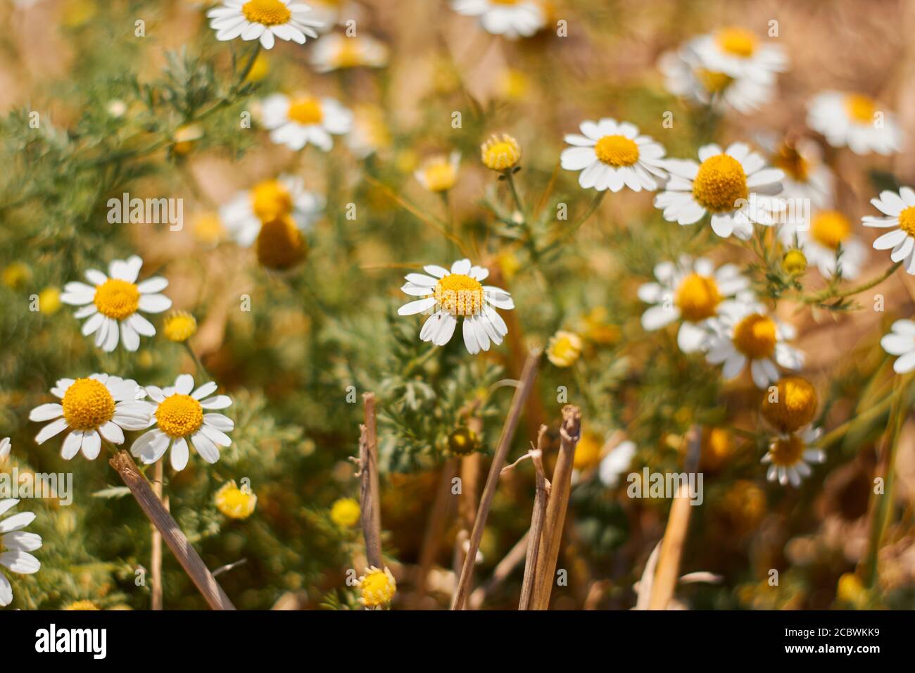 Small daisies, beautiful background close up, sunrise Stock Photo - Alamy