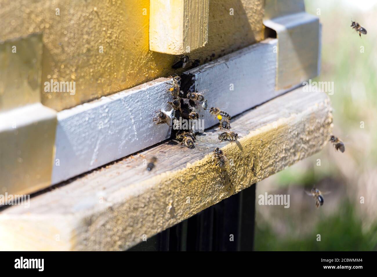 bees fly in the hive Stock Photo - Alamy