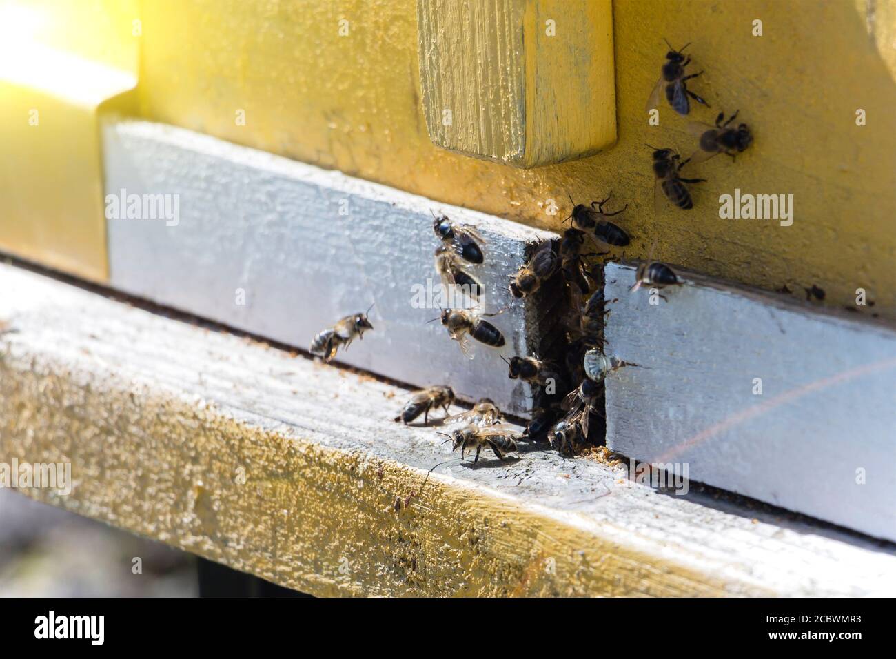 bees fly in the hive Stock Photo - Alamy