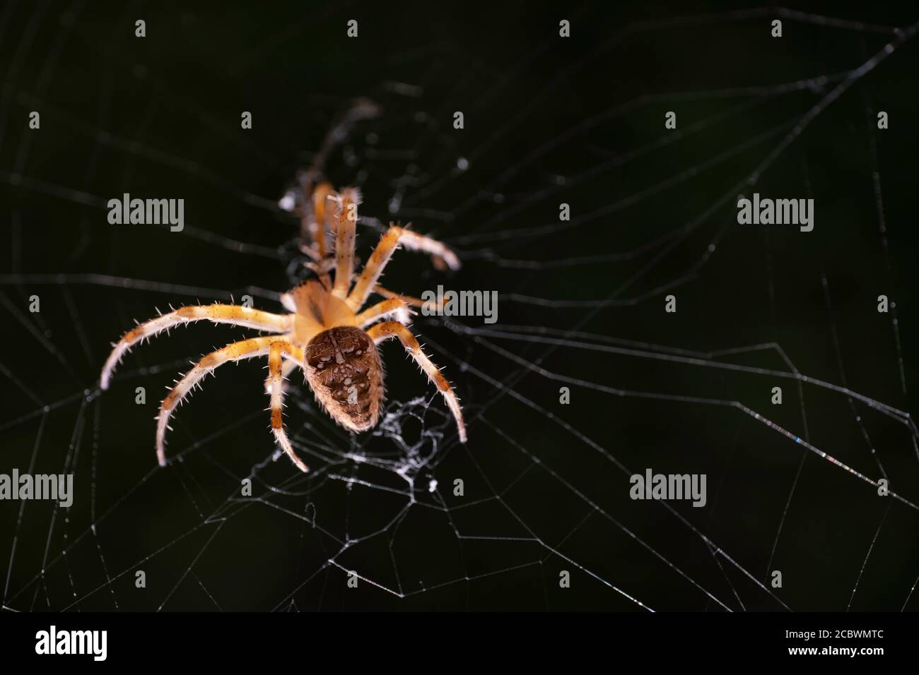 Close up of a bright spider walking towards the camera in its web ...