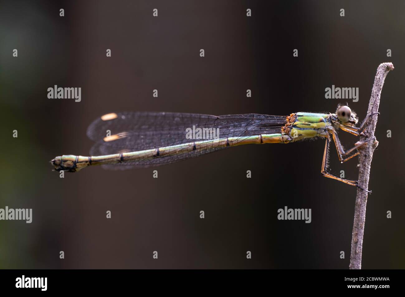 Dragonfly in natural environment perched on a branch. Focus on the head ...