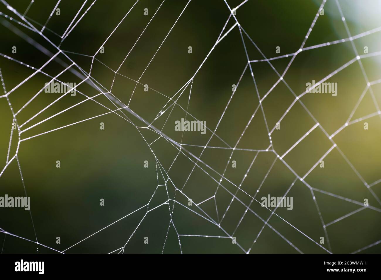 Delicate spider silk threads hi-res stock photography and images - Alamy