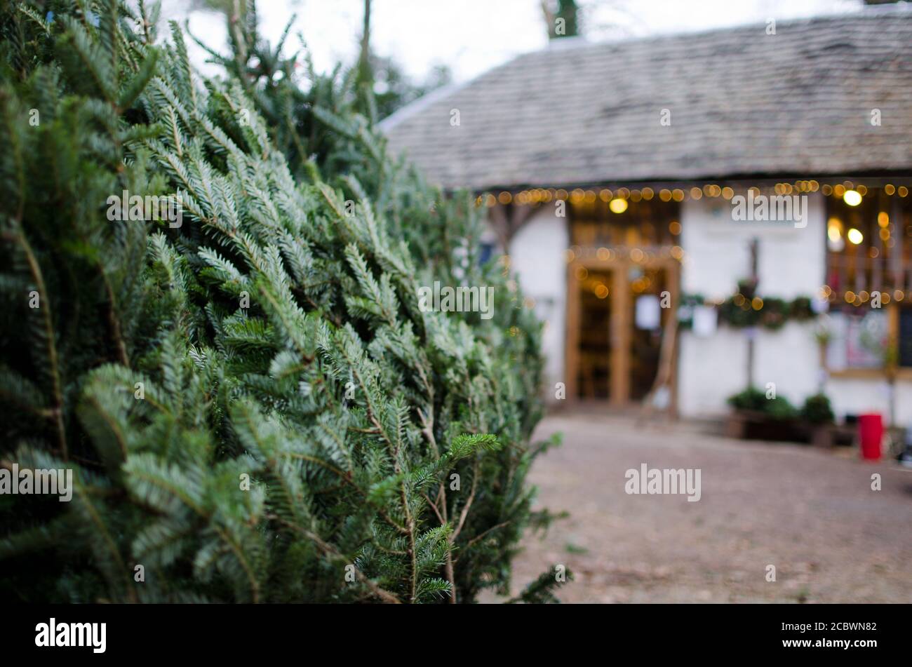 Christmas Tree Cafe Stock Photo - Alamy