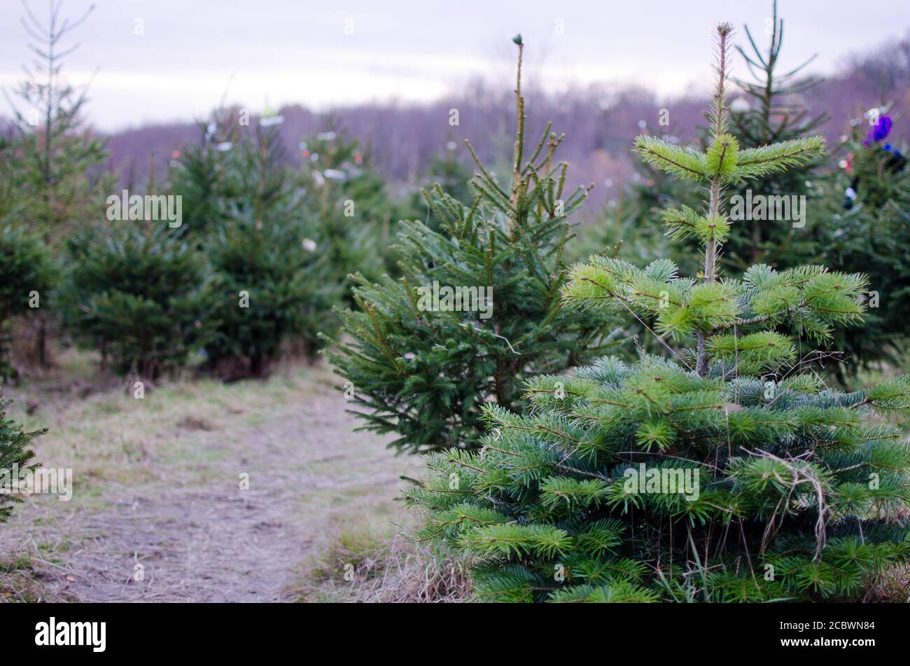 Christmas Tree Field Stock Photo - Alamy