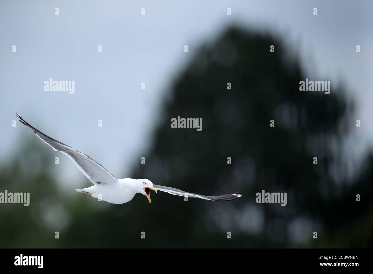 A seagull flies over during day two of the Bob Willis Trophy match at ...