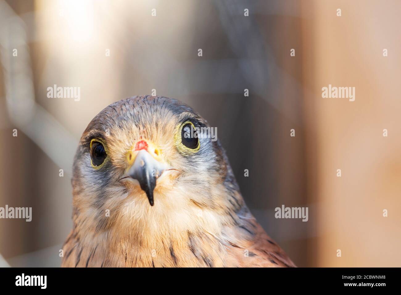 Sunny day bird hi-res stock photography and images - Alamy