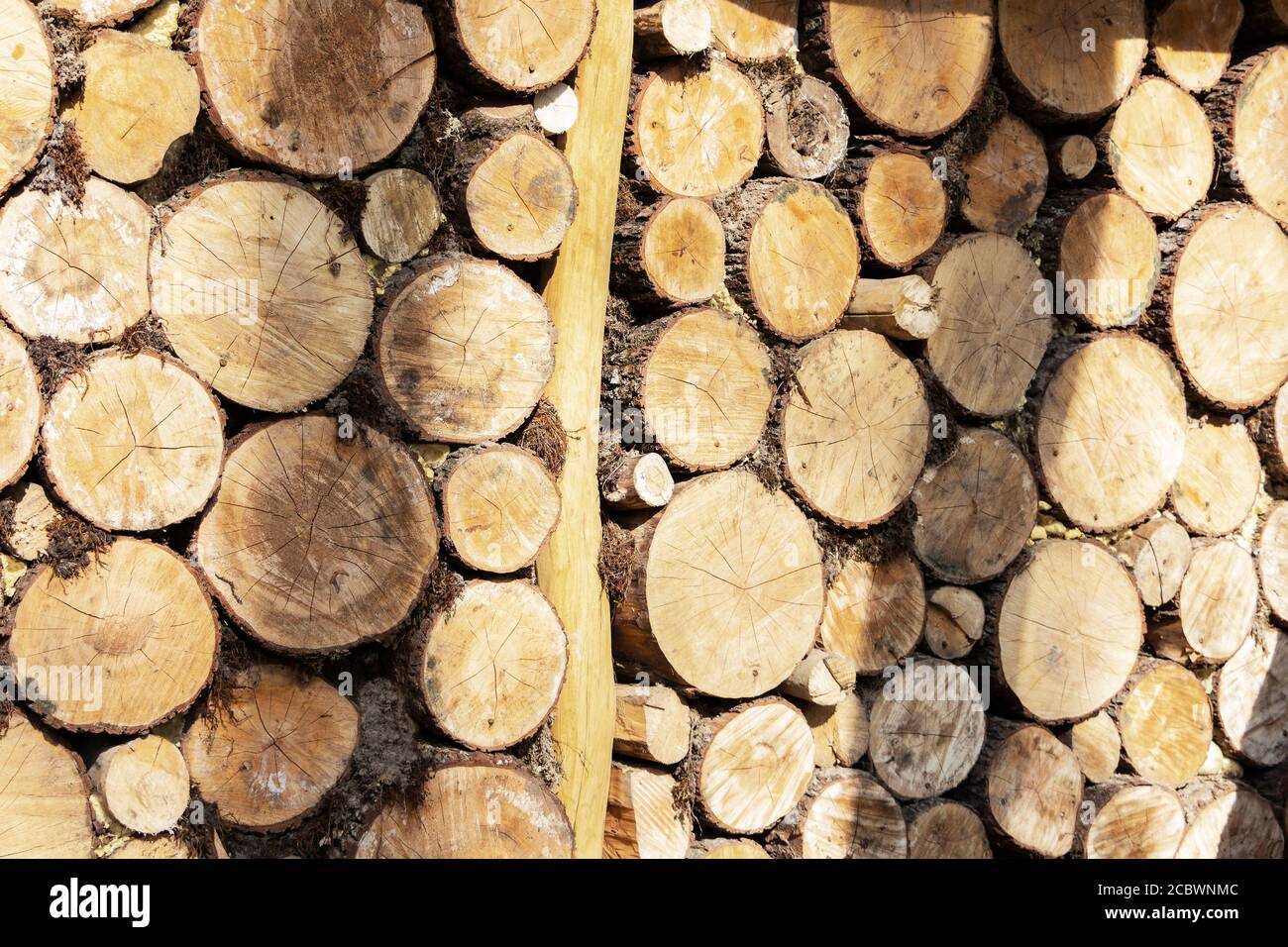 A large stack of pine logs stacked for collection from plantation Stock ...