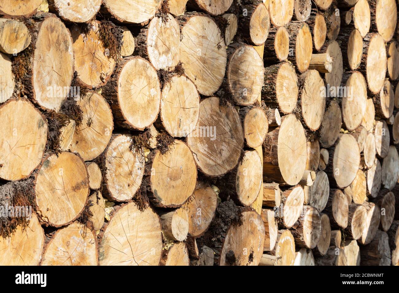 A large stack of pine logs stacked for collection from plantation Stock ...