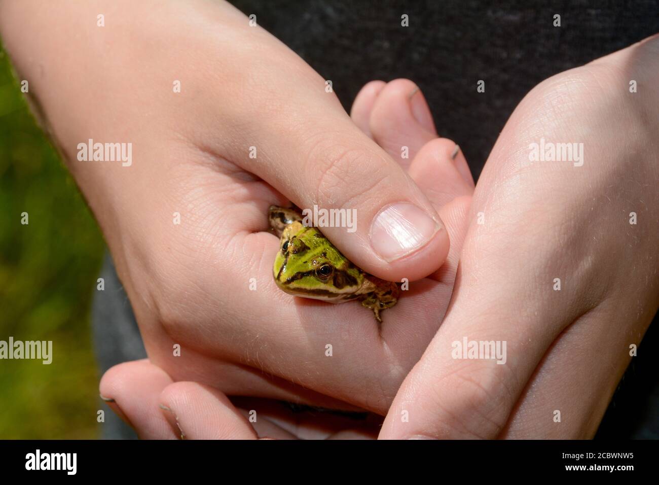 Green frog in human hands hi-res stock photography and images - Alamy