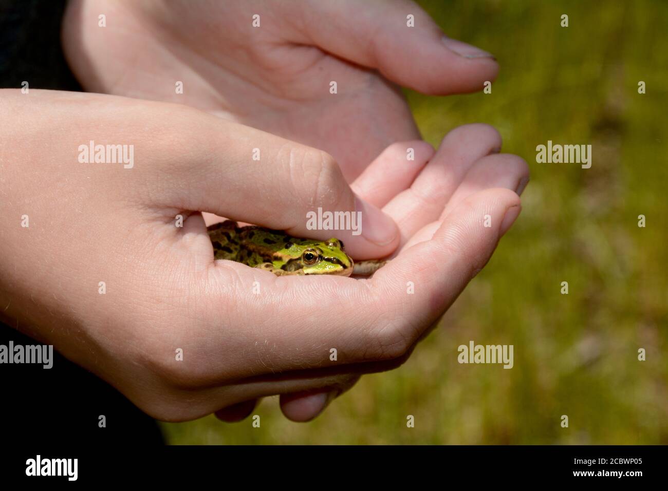 Green frog in human hands hi-res stock photography and images - Alamy