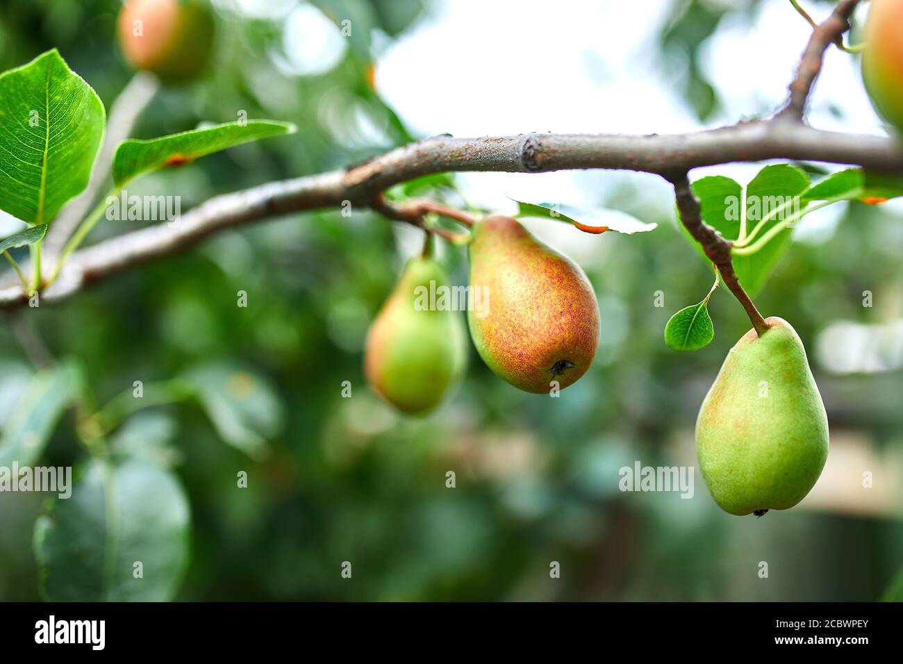 Organic, ripe pears in the summer garden, autumn harvest, Close up view ...