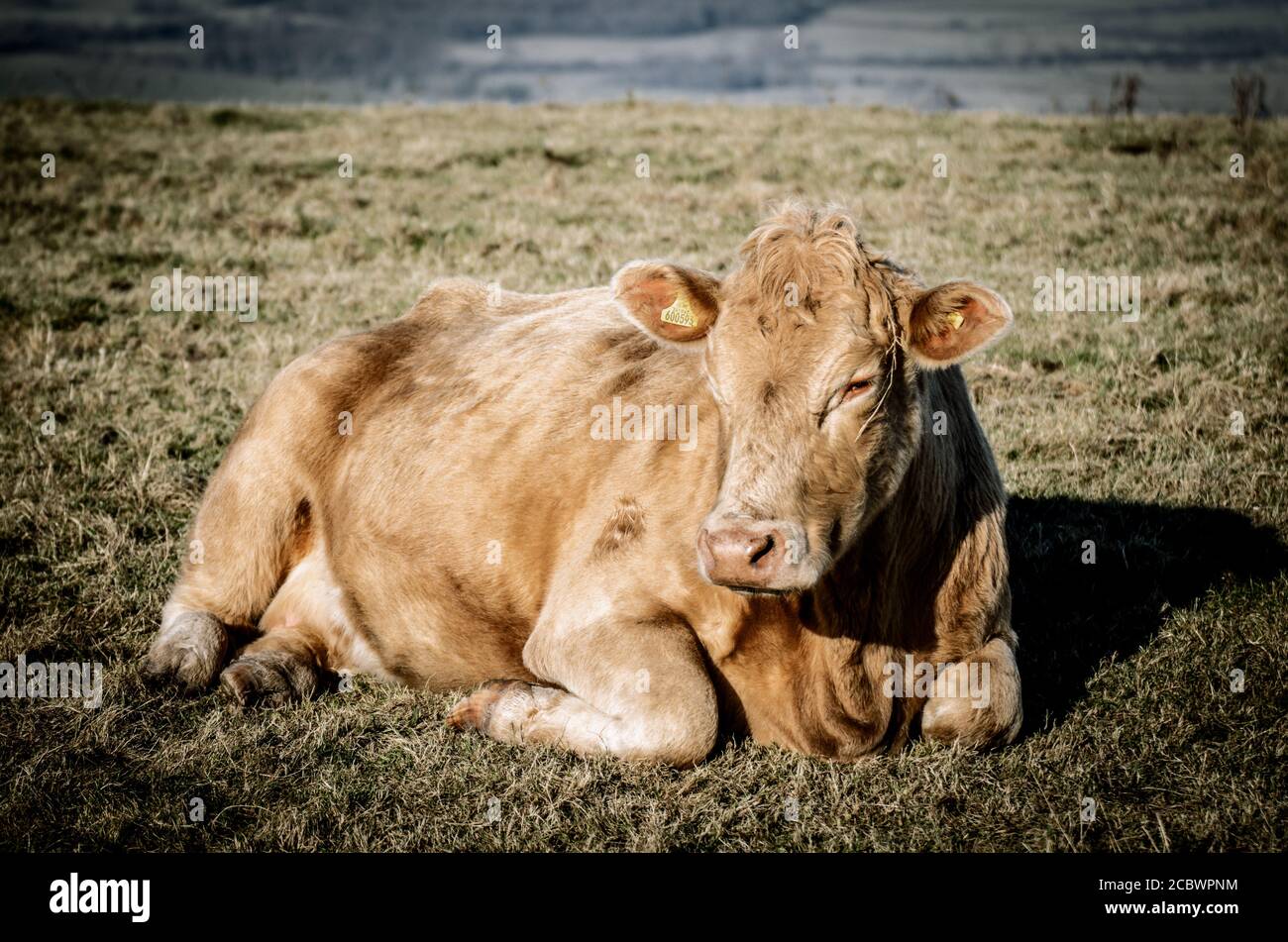 Blonde Cow Laying Down Stock Photo - Alamy