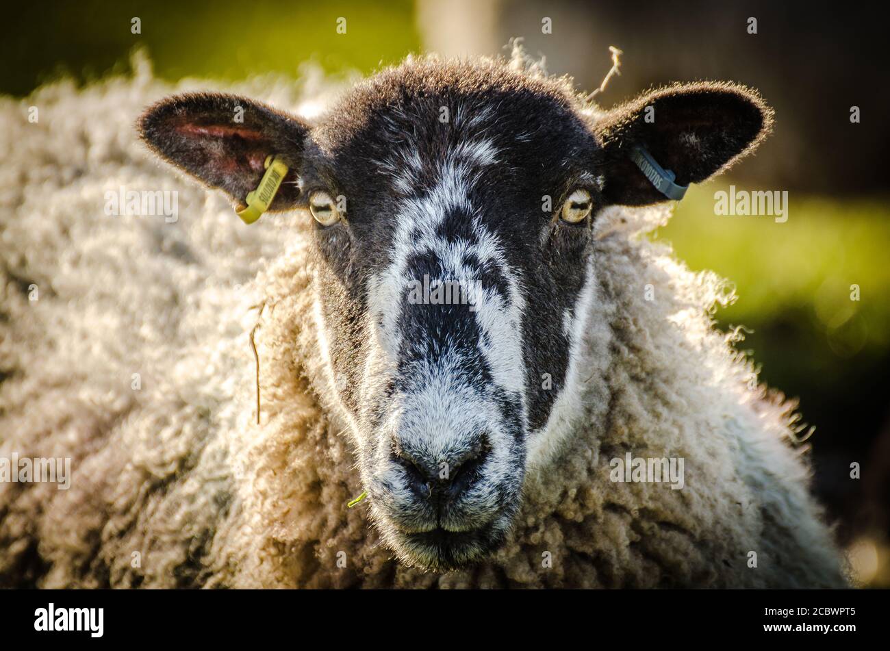 Close up head merino sheep hi-res stock photography and images - Alamy