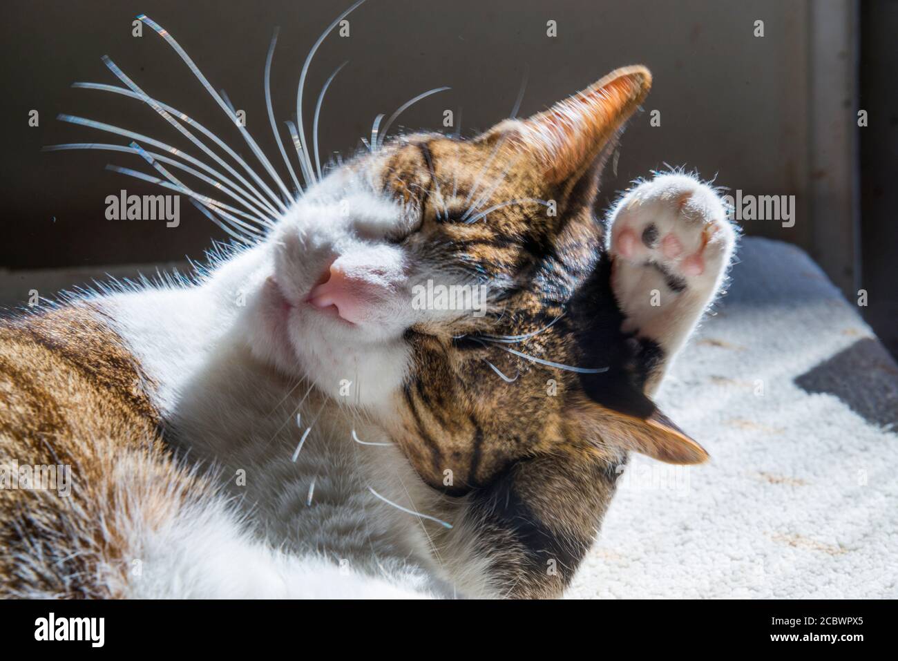 Domestioco hi-res stock photography and images - Alamy