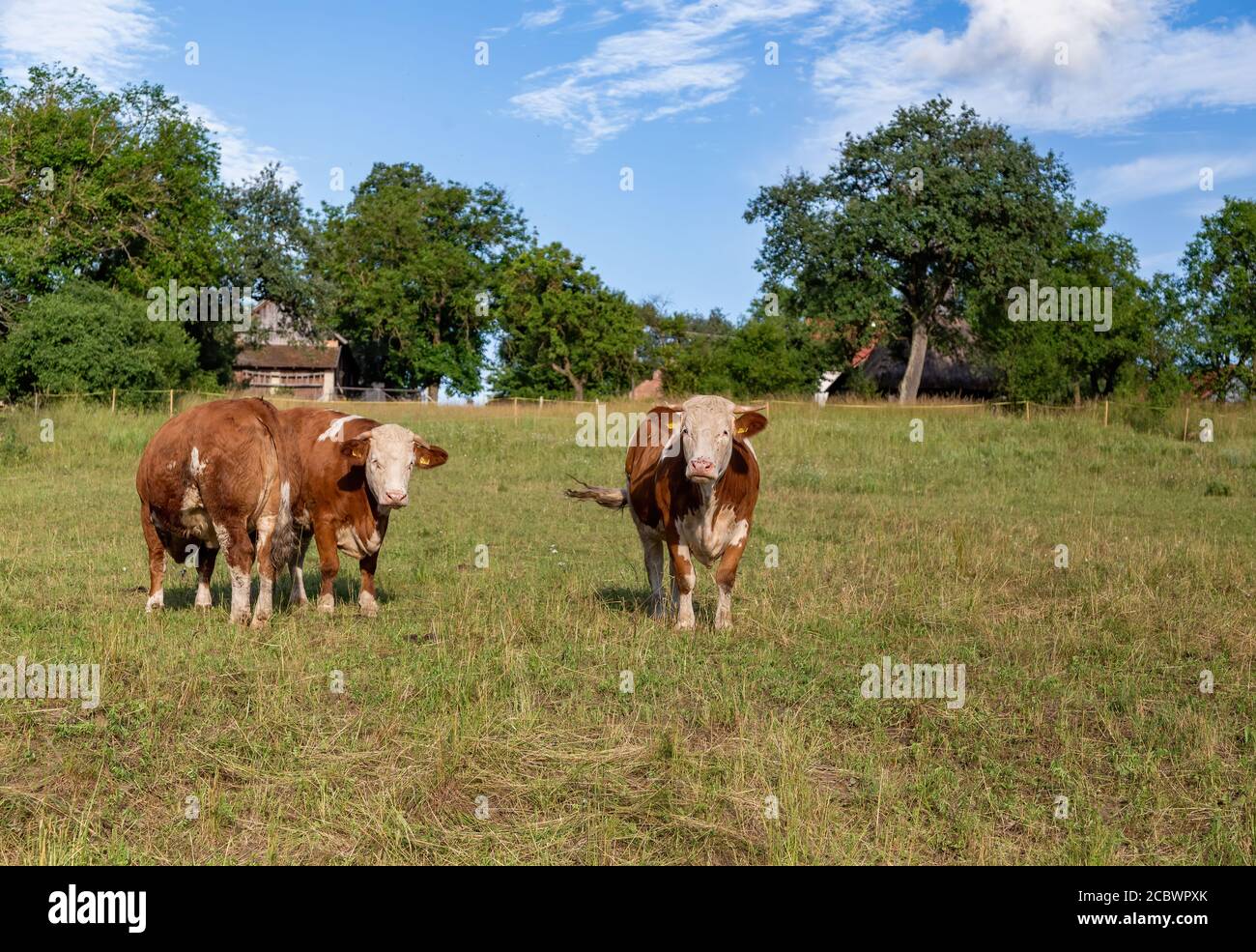 Hungary cattle cows hi-res stock photography and images - Alamy