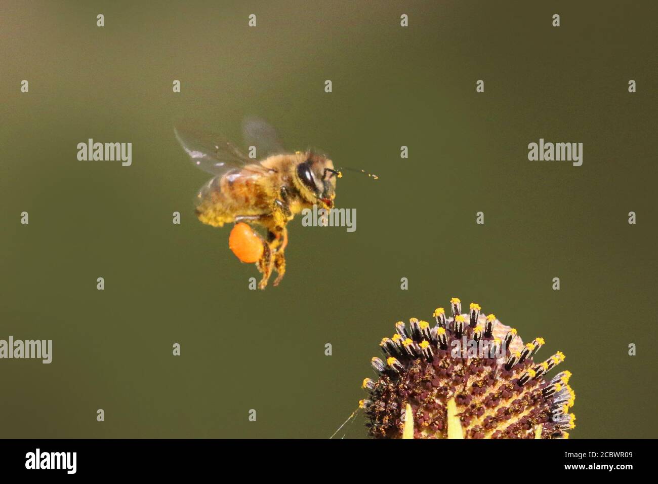 Purple loose strife an invasive species hi-res stock photography and ...