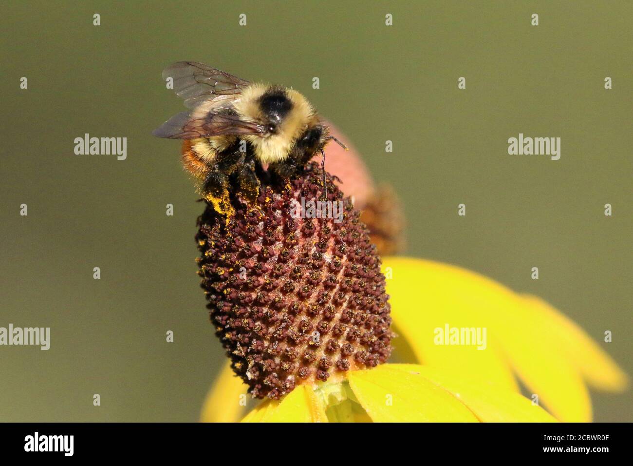 Close look at bee abdomen hi-res stock photography and images - Alamy