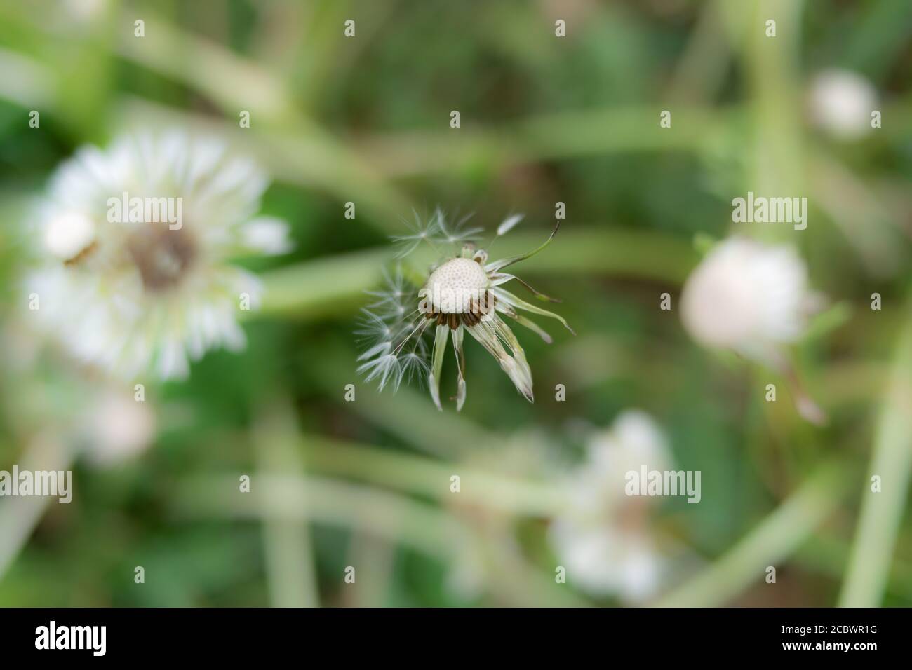 Single stem of the wild officinal plant of the dandelion, flower ...