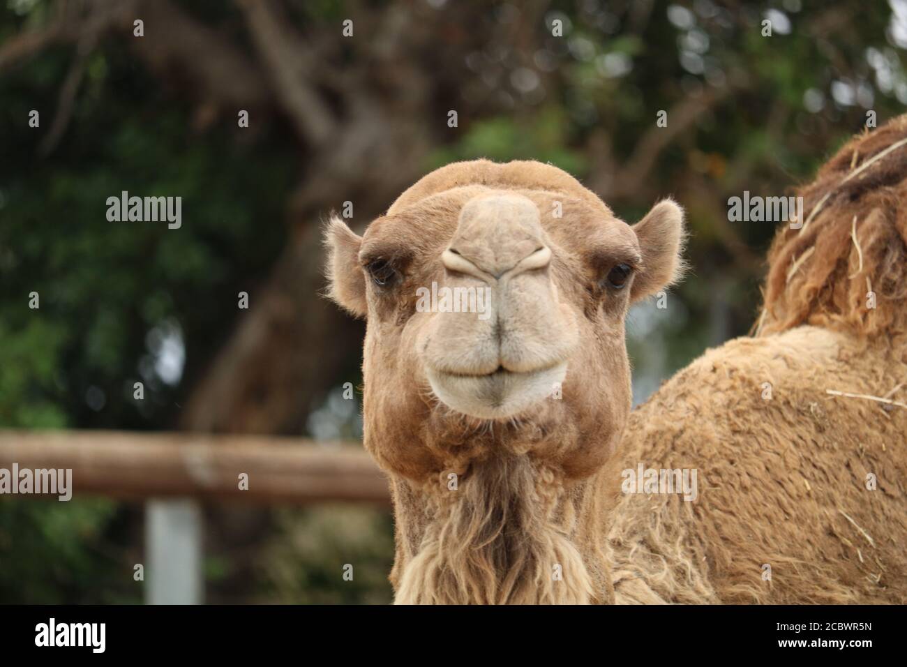 Camel at paphos zoo hi-res stock photography and images - Alamy