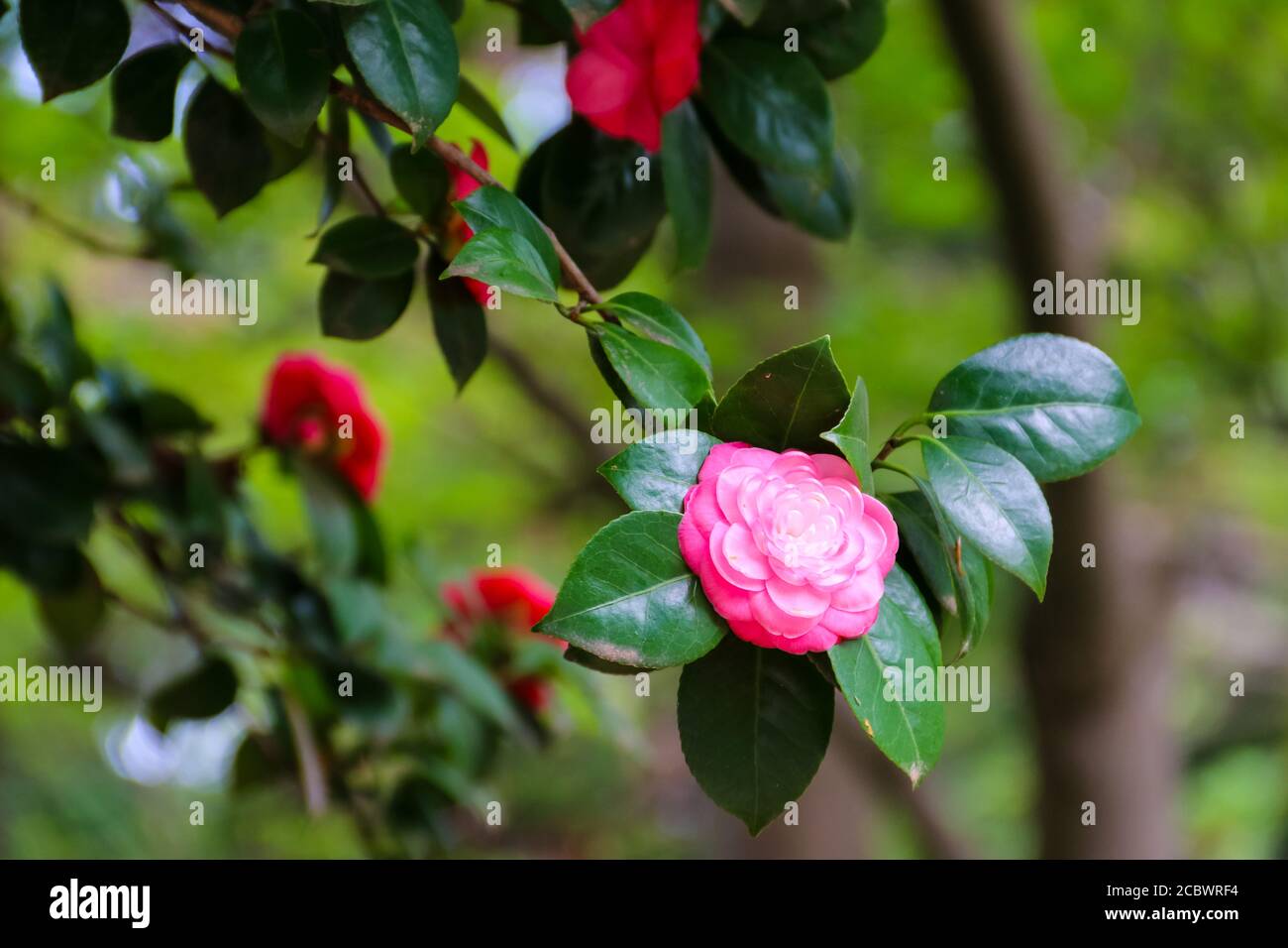 Beautiful camellia flower in the garden at spring Stock Photo - Alamy