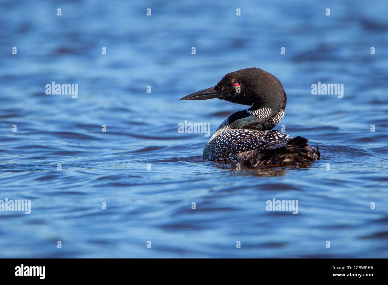 Close up of an adult common loon (Gavia immer) on Rainbow Flowage in ...