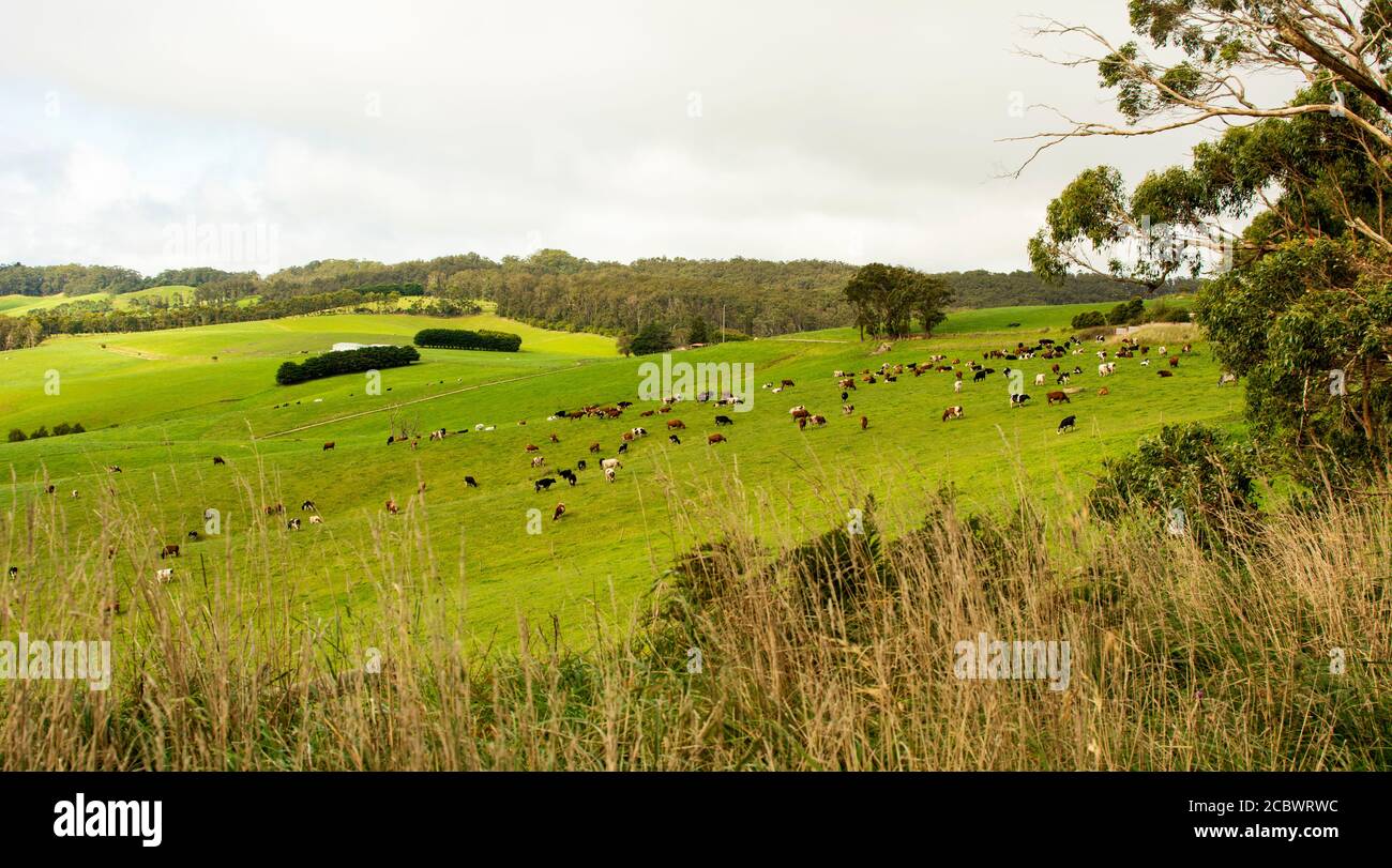 Green field with cows hi-res stock photography and images - Alamy