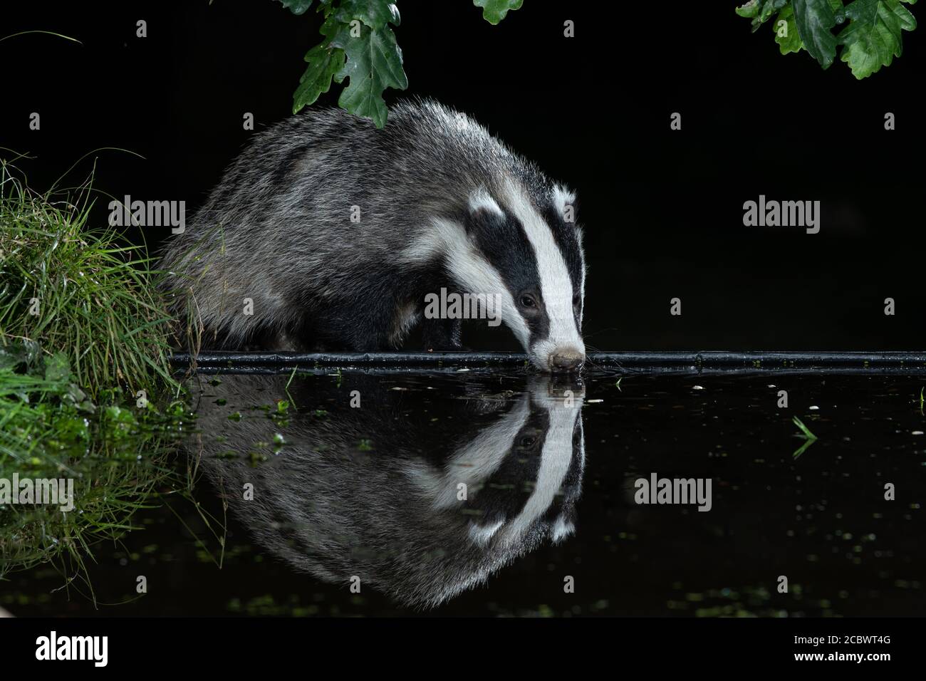 Badger drinking in pond, reflection Stock Photo - Alamy
