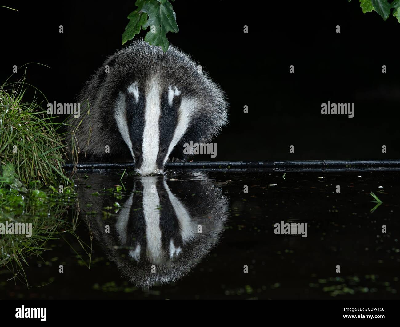 Badger drinking in pond, reflection Stock Photo - Alamy