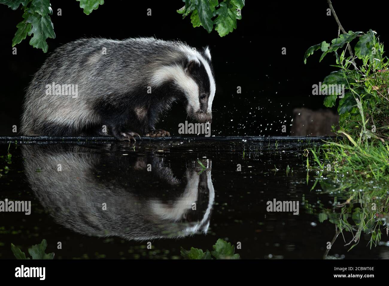 Animals badger hi-res stock photography and images - Alamy