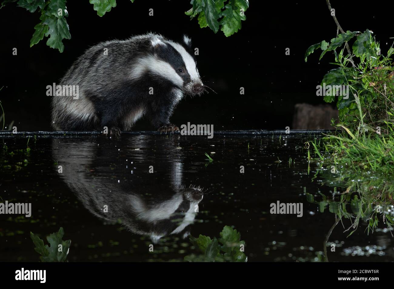 Badger drinking in pond, reflection Stock Photo - Alamy