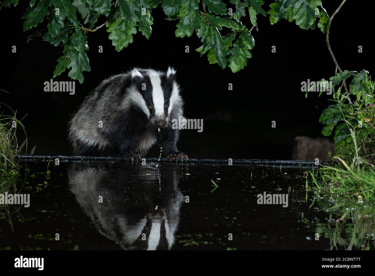 Animals badger hi-res stock photography and images - Alamy