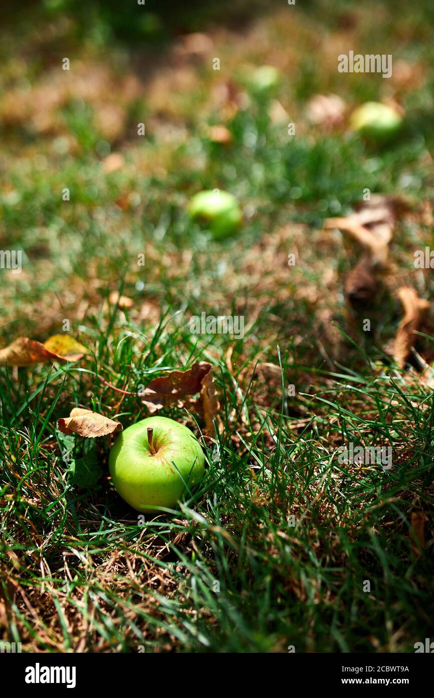 Autumn apples on the ground in a garden with fallen apple in the fall ...