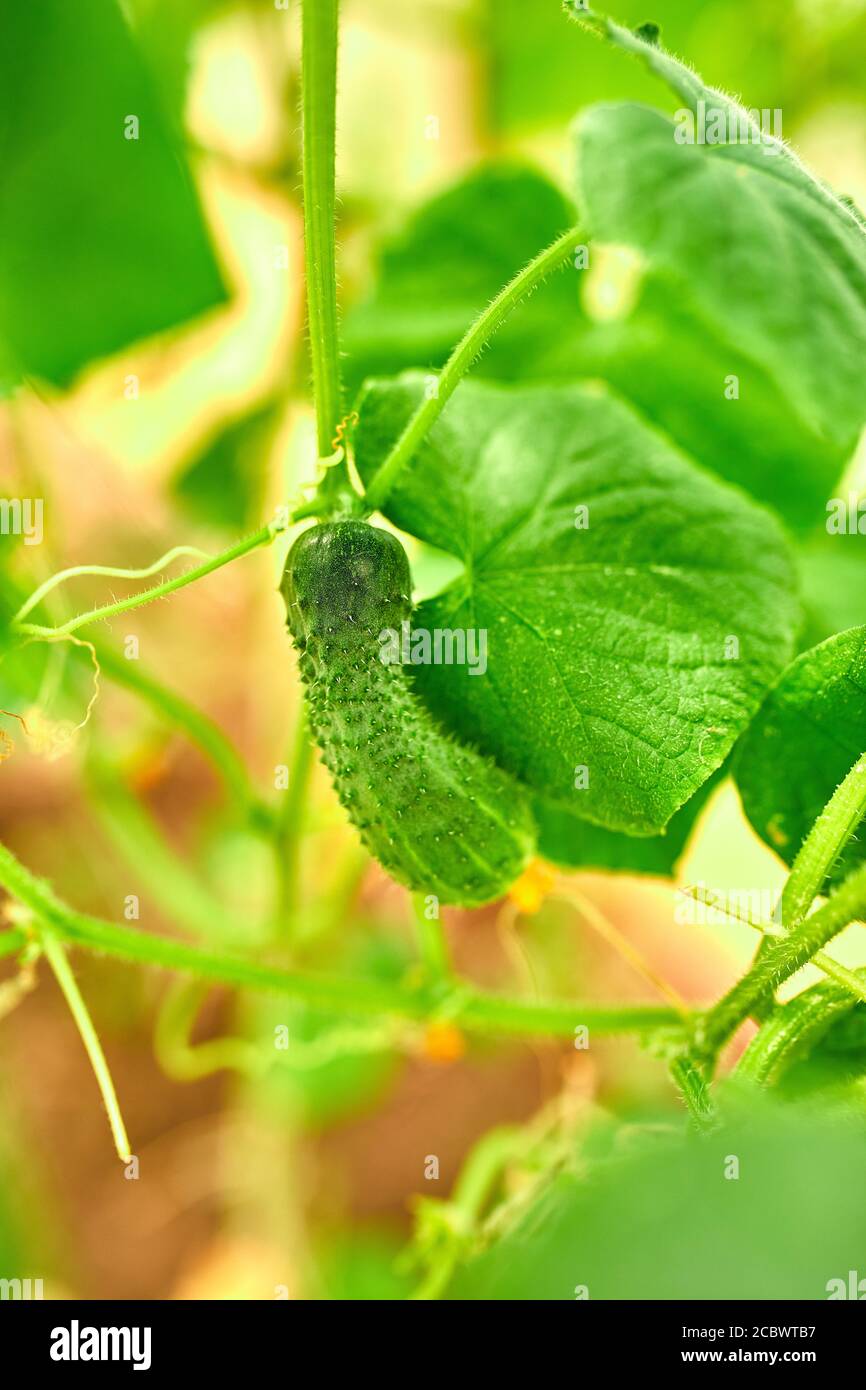 Cucumbers in a garden in the village, scourge of cucumbers on the grids ...